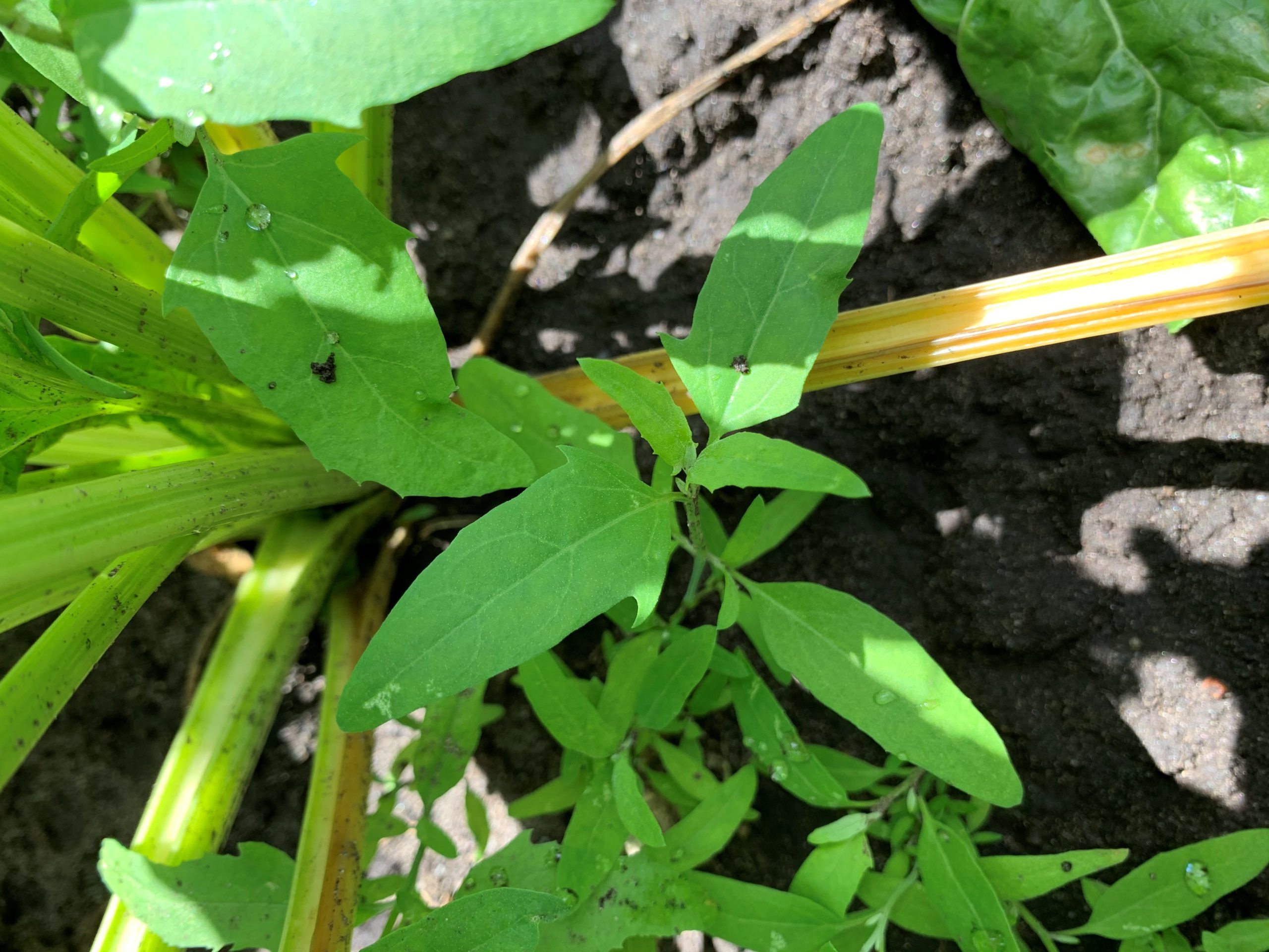 Spießblättrige Melde – ARGE NORD